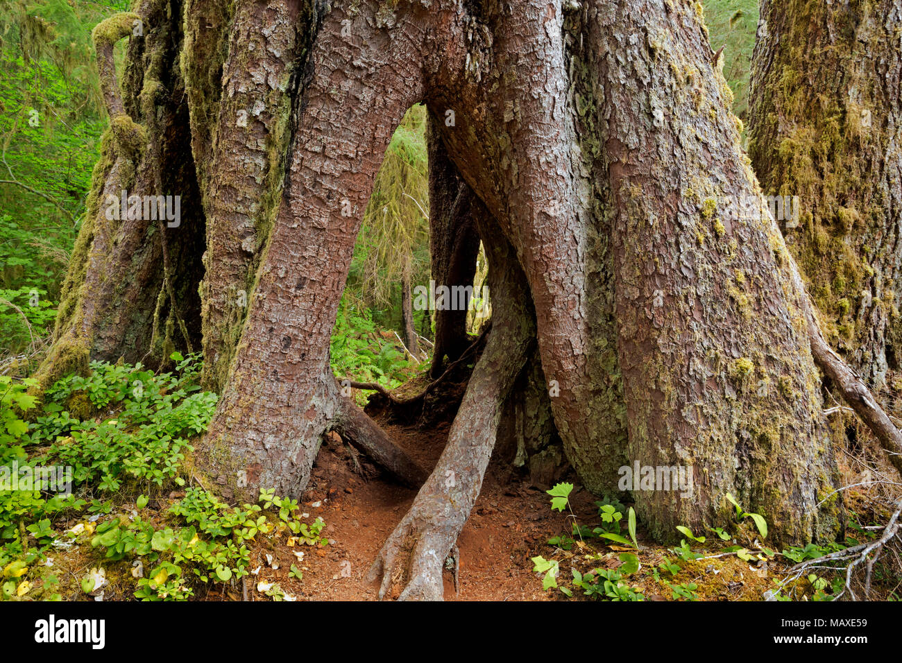 Nurse log hi-res stock photography and images - Alamy