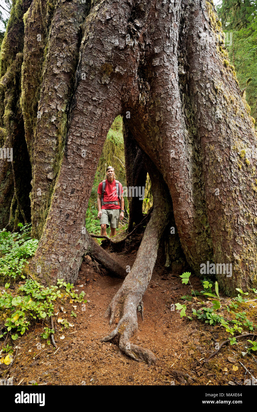 Nurse log hi-res stock photography and images - Alamy