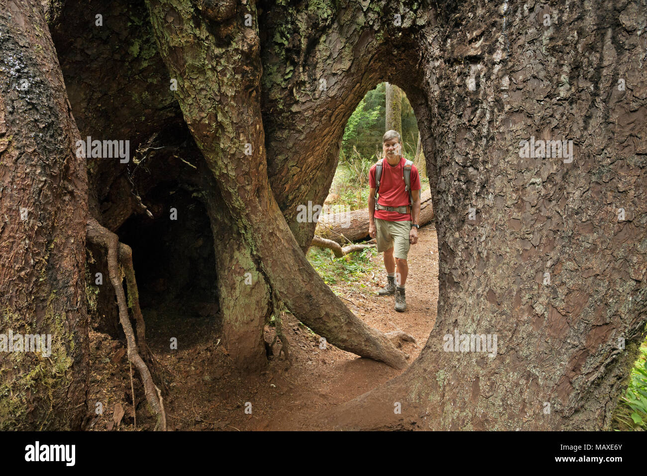 Rainforest nurse log hi-res stock photography and images - Alamy