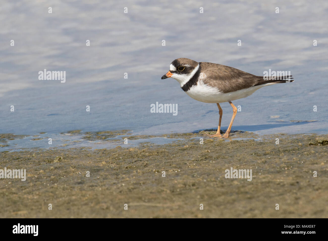 A semipalmated plover walking along the shoreline of the Gulf of Mexico ...