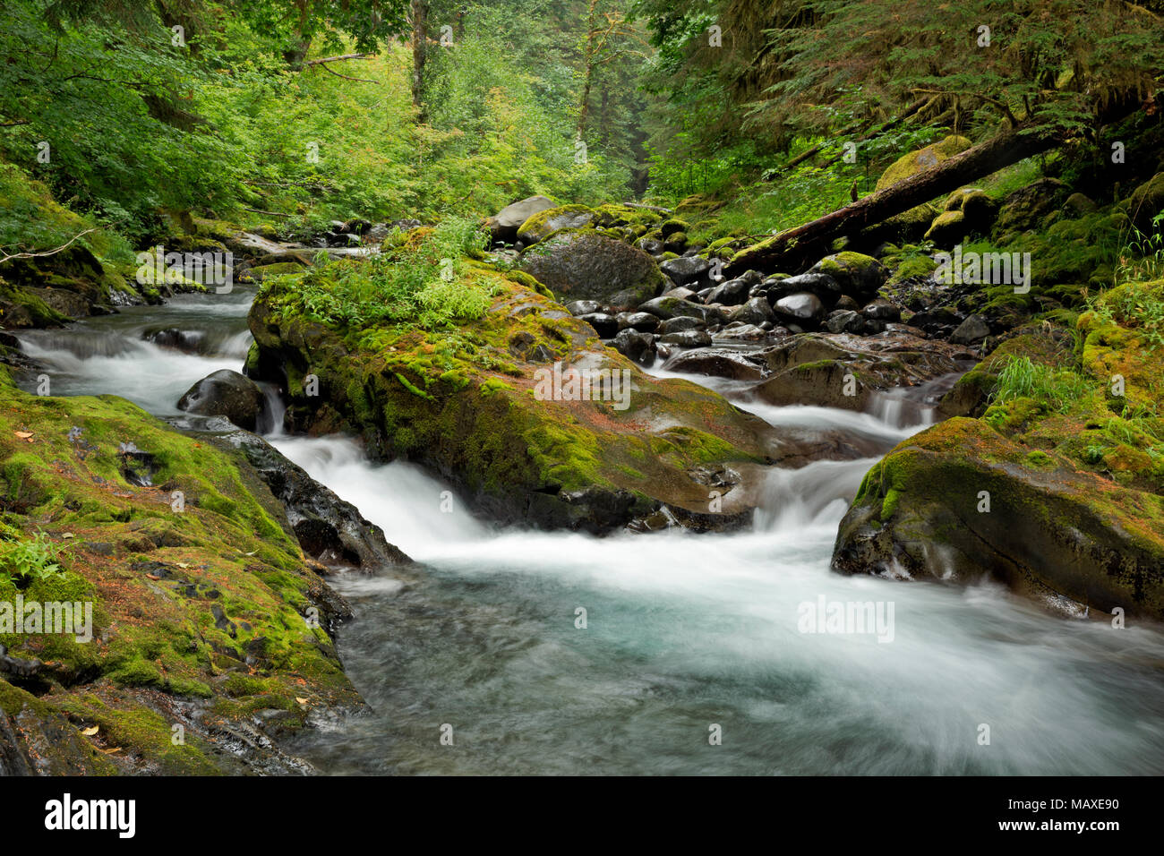 North fork sol duc river trail hi-res stock photography and images - Alamy