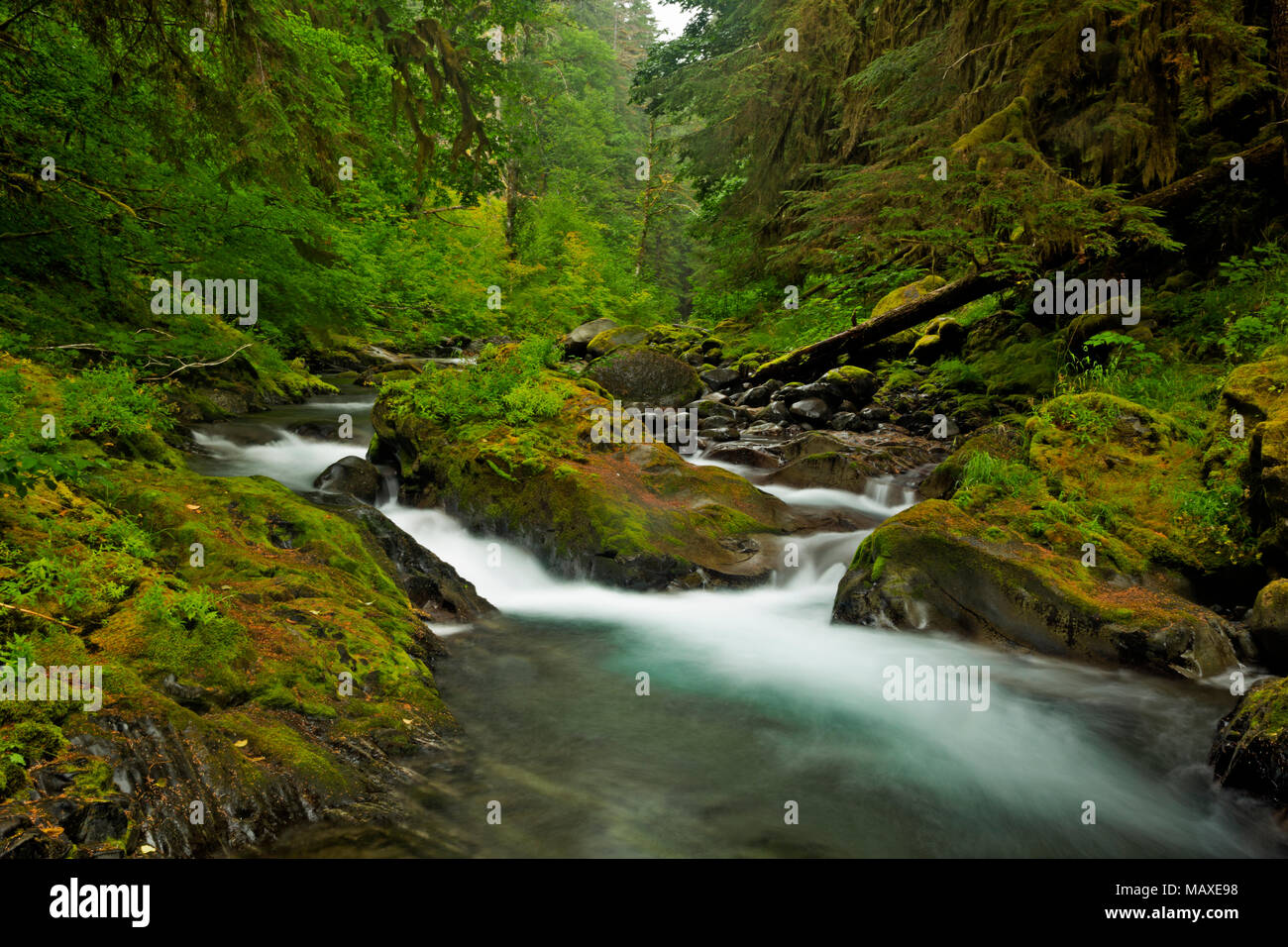 North fork solduc river trail hi-res stock photography and images - Alamy