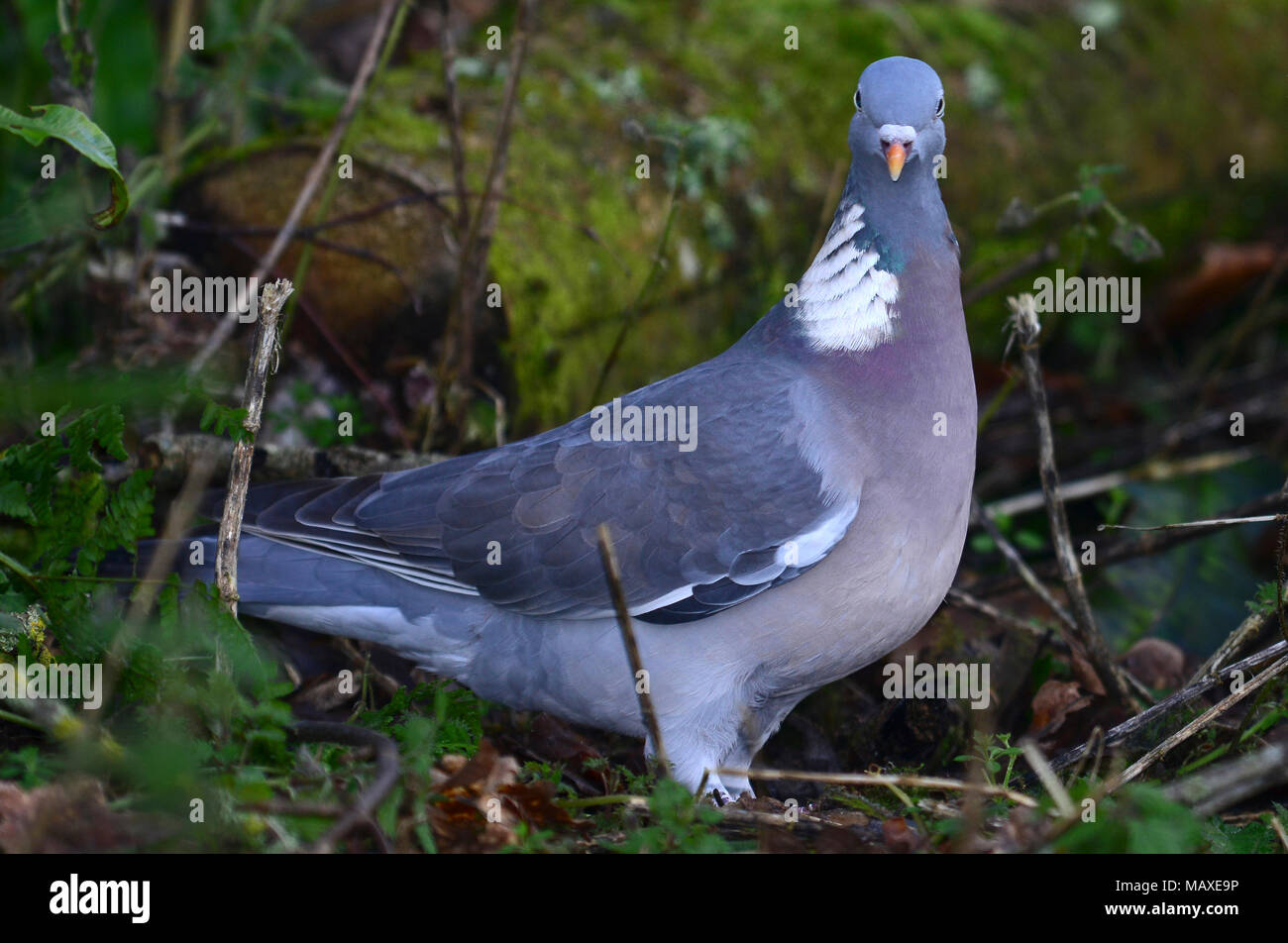 Image wood pigeon hi-res stock photography and images - Alamy