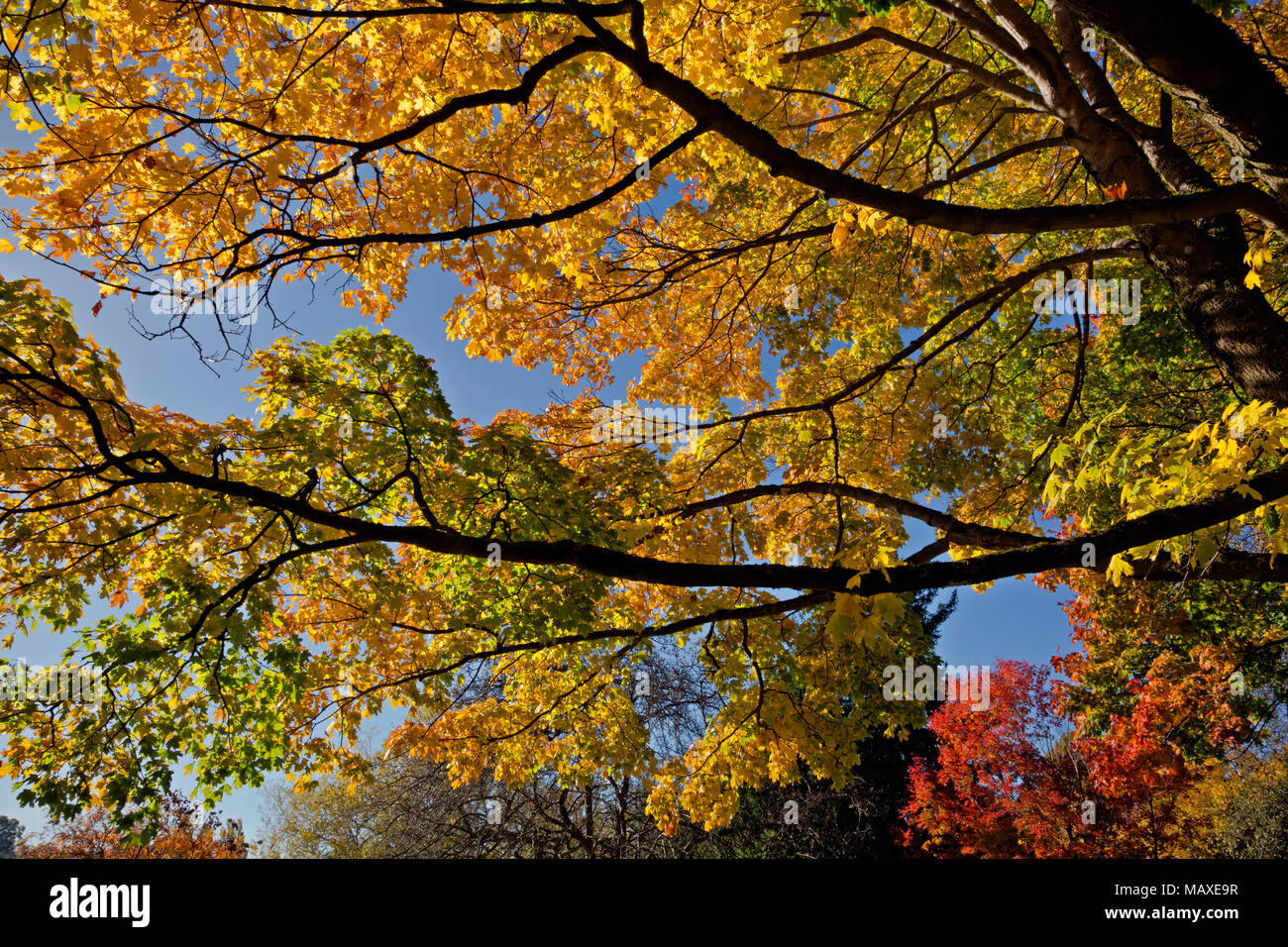 Fall leaves seattle washington usa hi-res stock photography and images ...