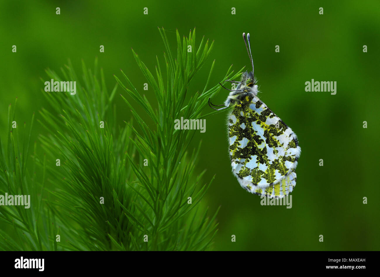 Antennae tips hi-res stock photography and images - Alamy