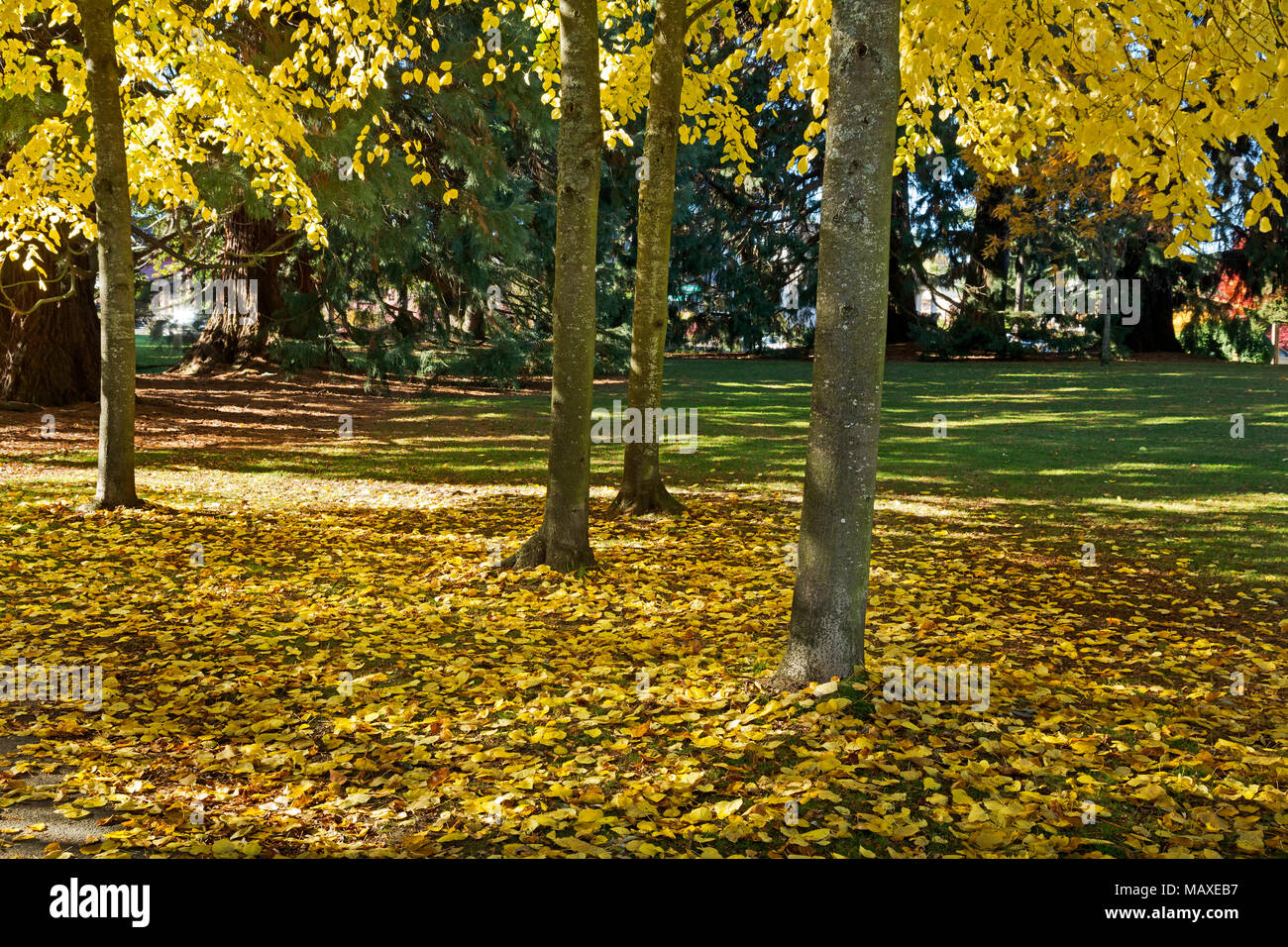 WA15030-00...WASHINGTON - Fall color at Green Lake City Park in Seattle ...