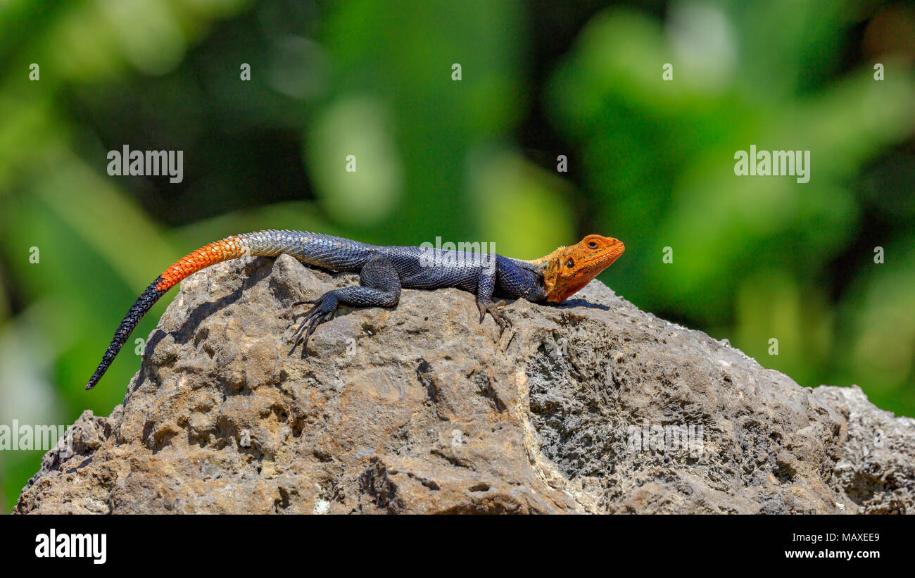 Common Agama, Agama agama, mature male portrait from site, sunbathing ...