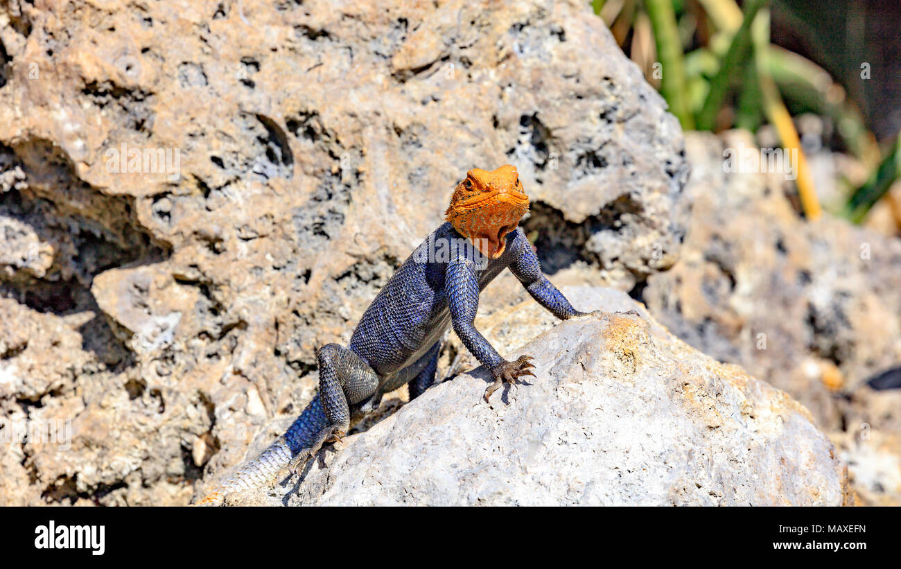 African red headed agama hi-res stock photography and images - Alamy