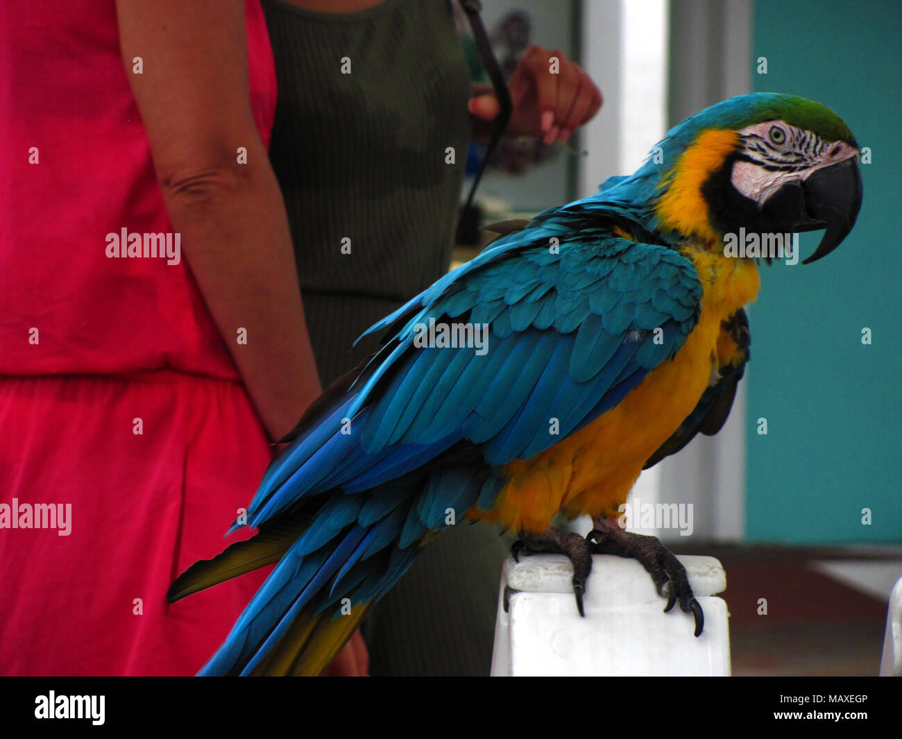 Macaw Parrot with two people in the background Stock Photo - Alamy
