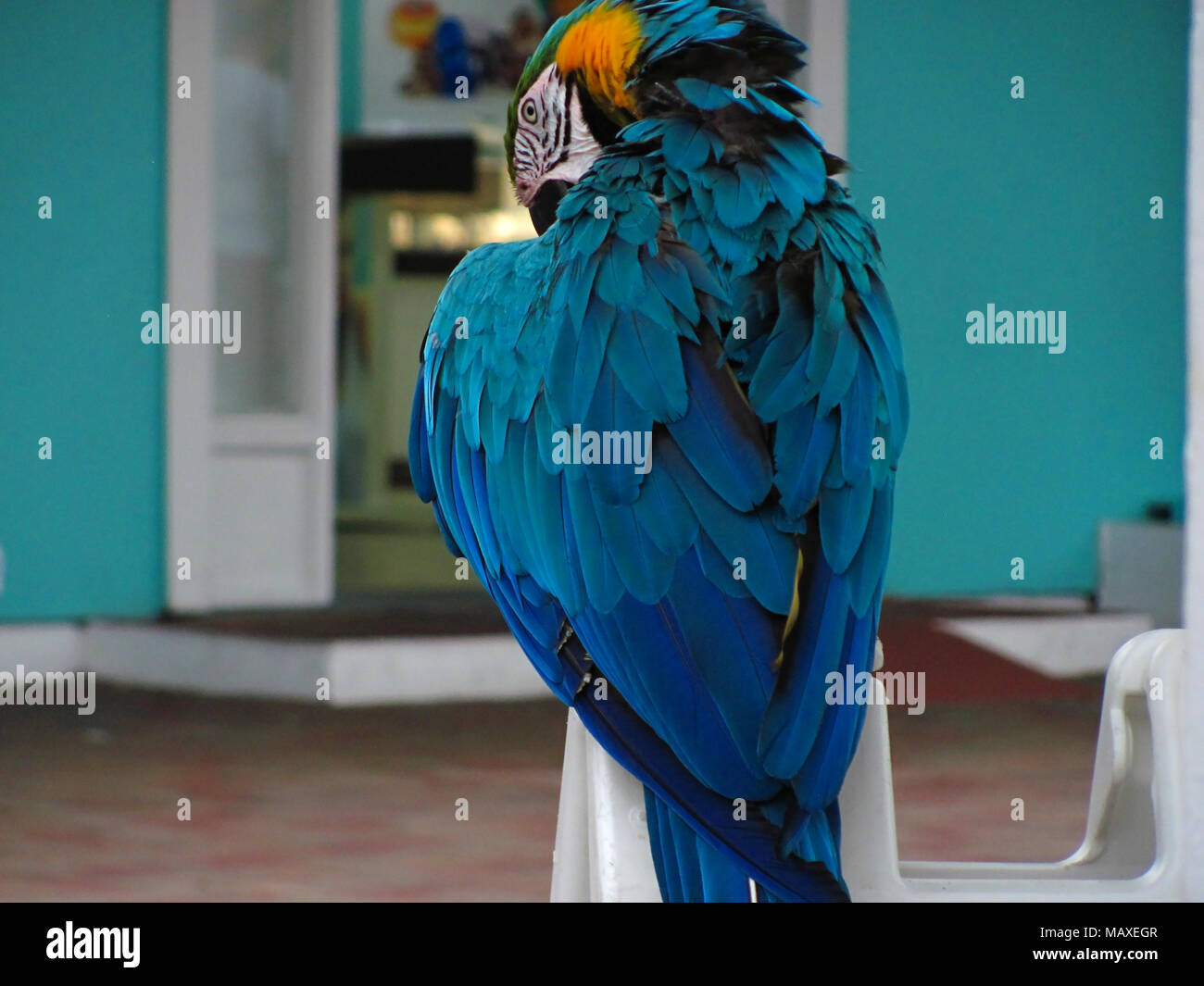 Macaw parrot grooming hi-res stock photography and images - Alamy