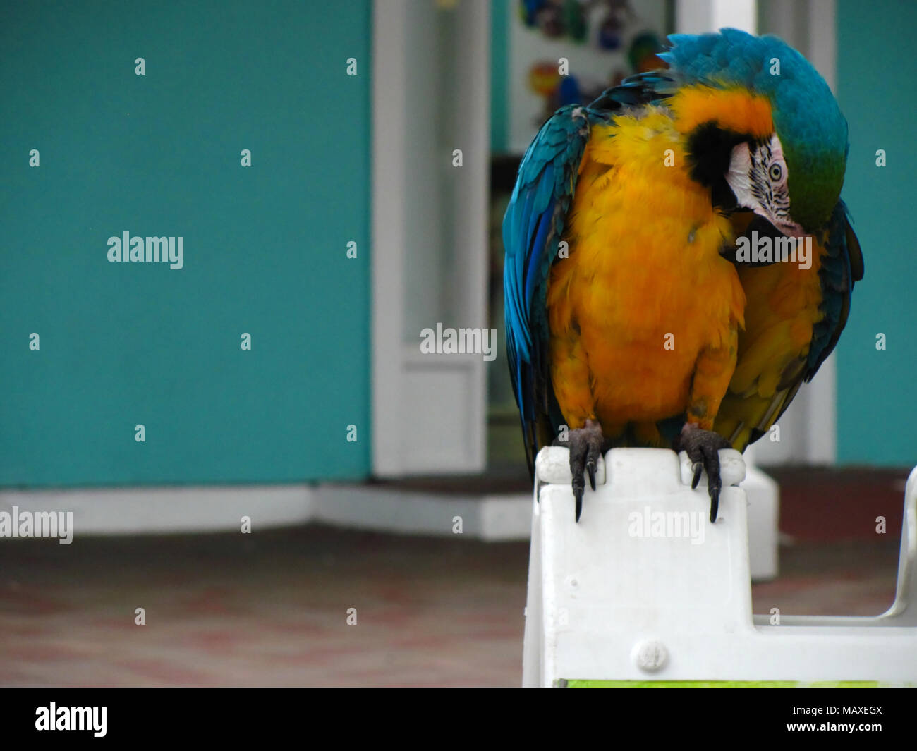 Grooming parakeet hi-res stock photography and images - Alamy