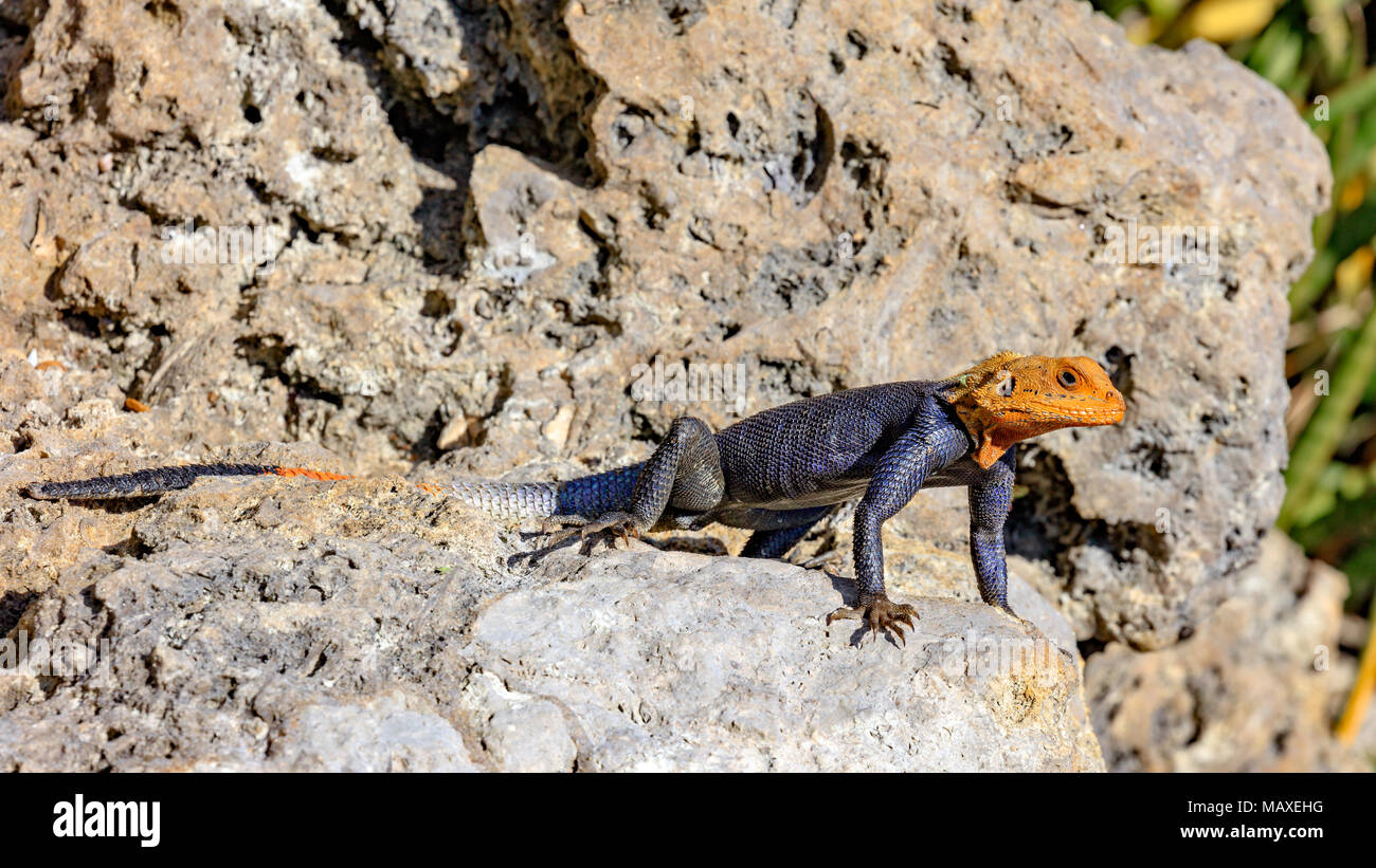 African red headed agama hi-res stock photography and images - Alamy