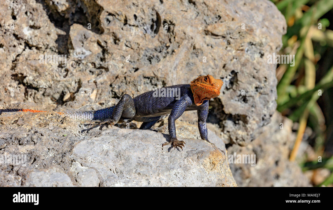 Common Agama, Agama agama, mature male, is watching you from the top of ...