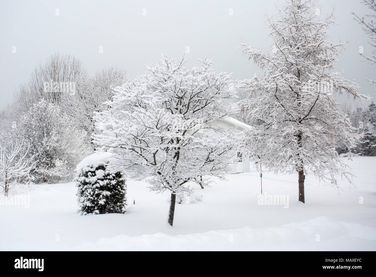 snow covered trees, Canada, Ontario, Meaford Stock Photo - Alamy