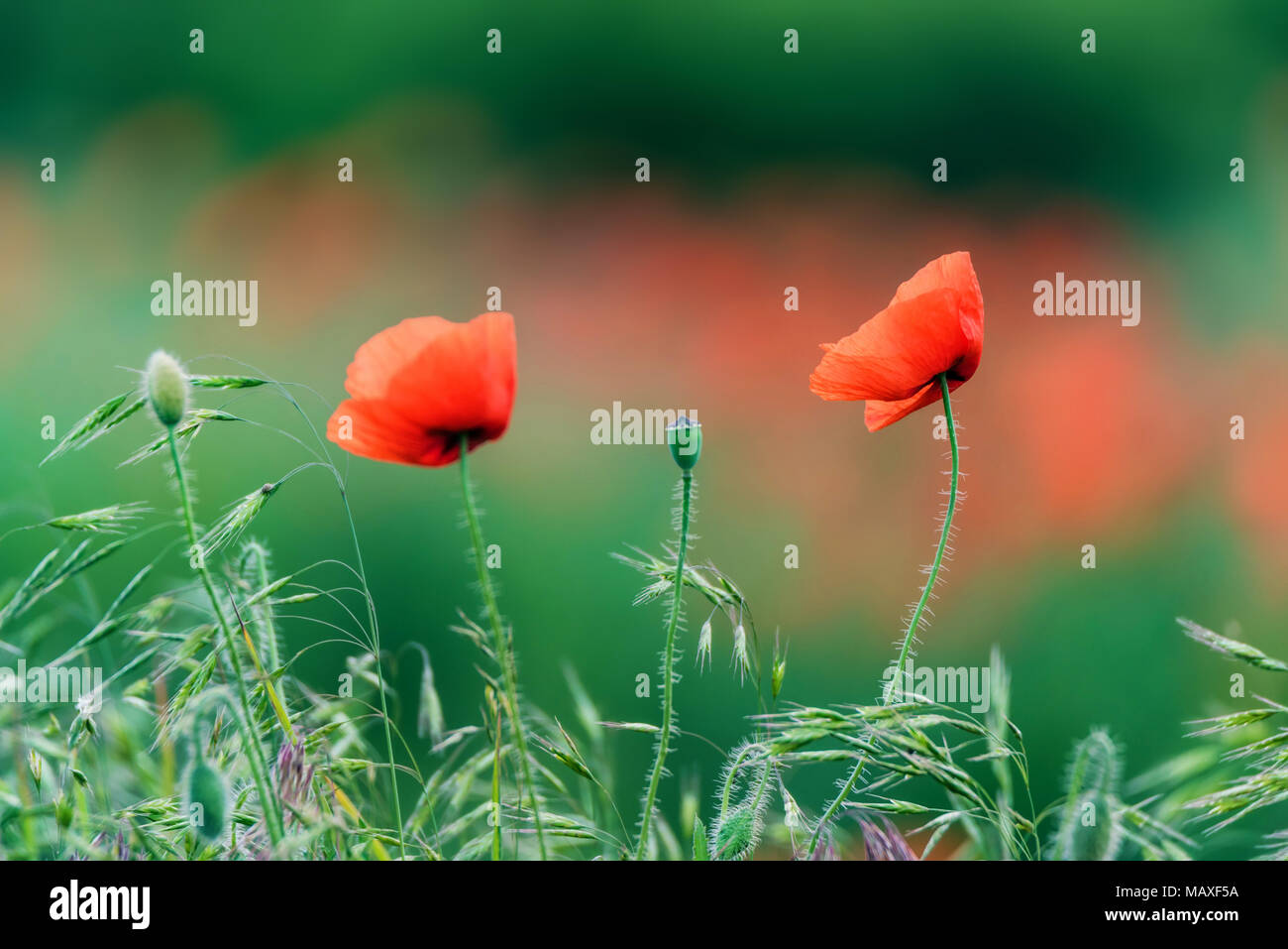 Two poppy flowers with poppy field background Stock Photo - Alamy