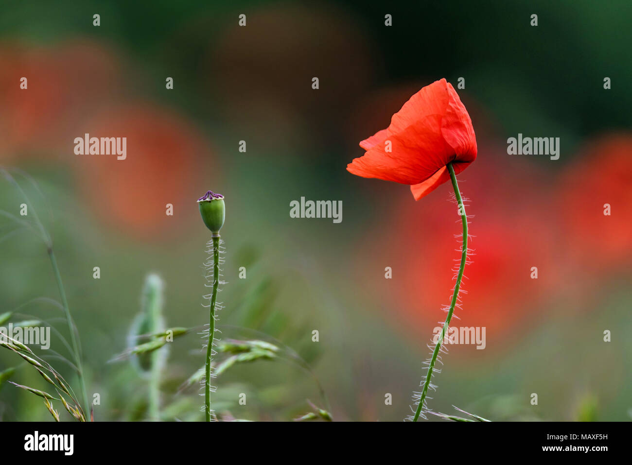 Single poppy flower with poppy field background Stock Photo - Alamy