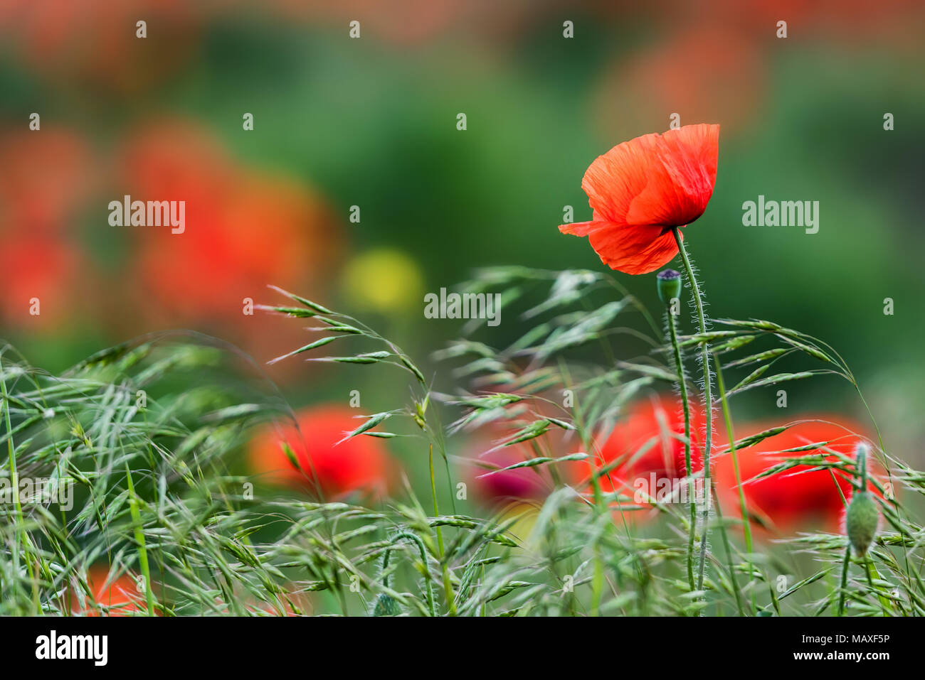 Single poppy flower with poppy field background Stock Photo - Alamy