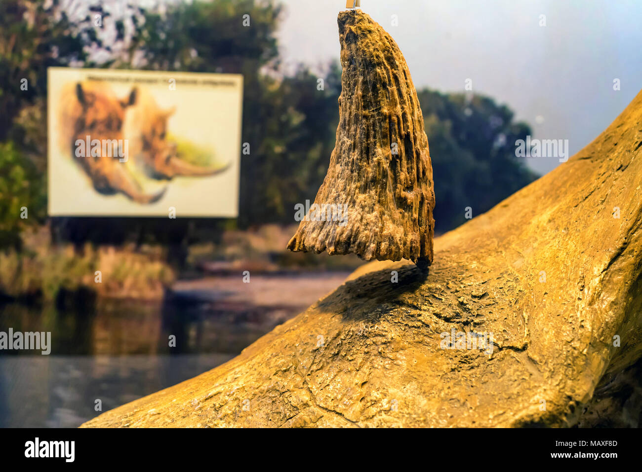 Horn of Woolly Rhinoceros in museum close Stock Photo - Alamy