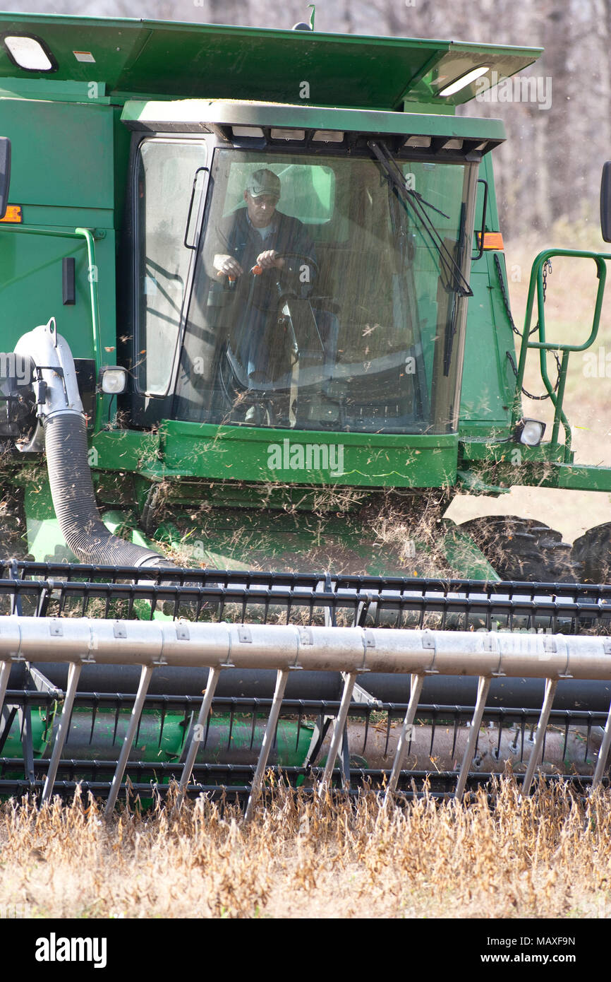 farmer harvesting soybeans with combine, Canada, Ontario Stock Photo ...