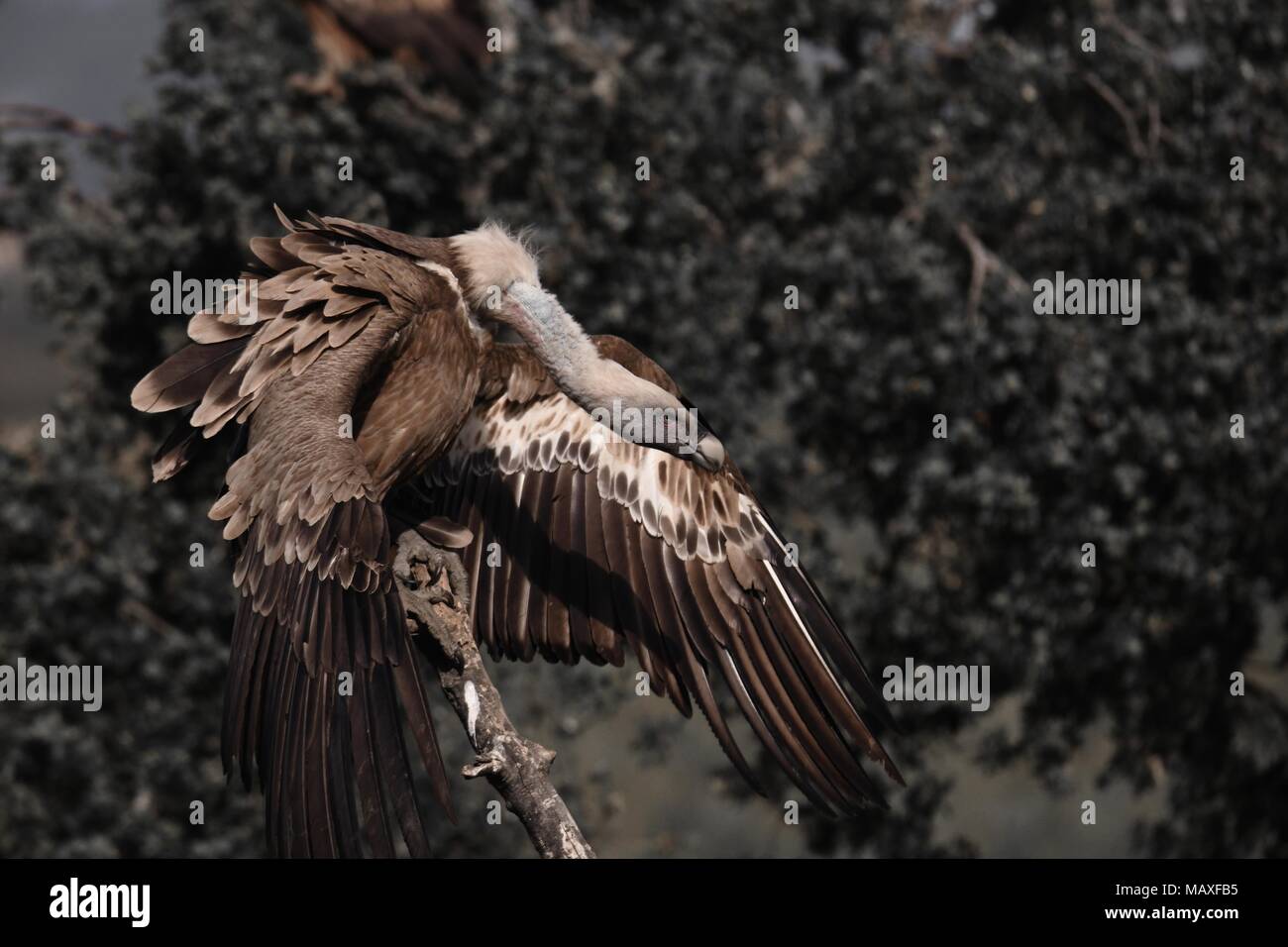 Vulture open wings hi-res stock photography and images - Alamy