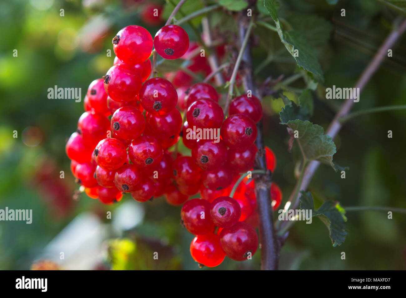 Hanging red berries hi-res stock photography and images - Alamy