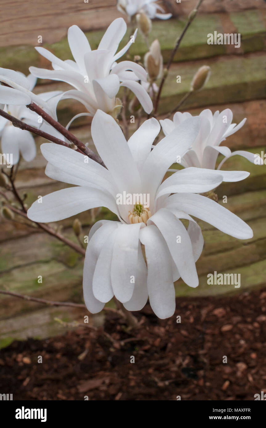 Magnolia stellata (Star Magnolia) showing flowers in early Spring Stock ...