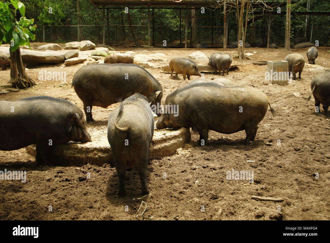 pile of wild boar in pig farm Stock Photo - Alamy