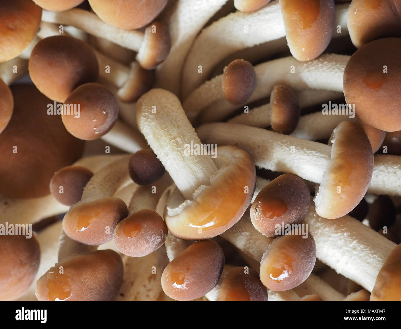 Velvet pioppini hi-res stock photography and images - Alamy