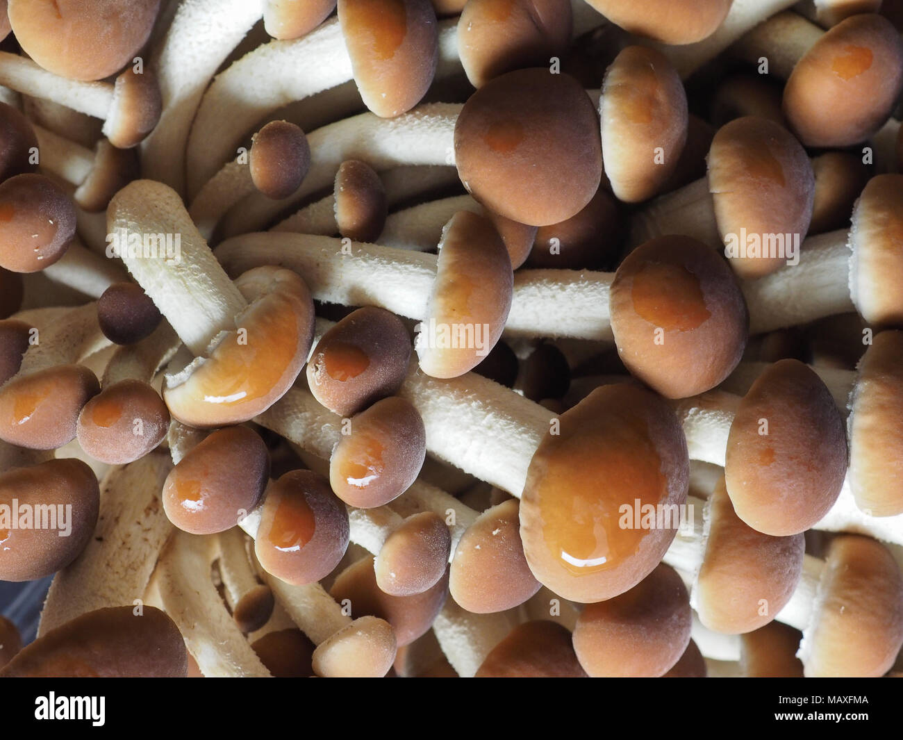 Cyclocybe aegerita hi-res stock photography and images - Alamy