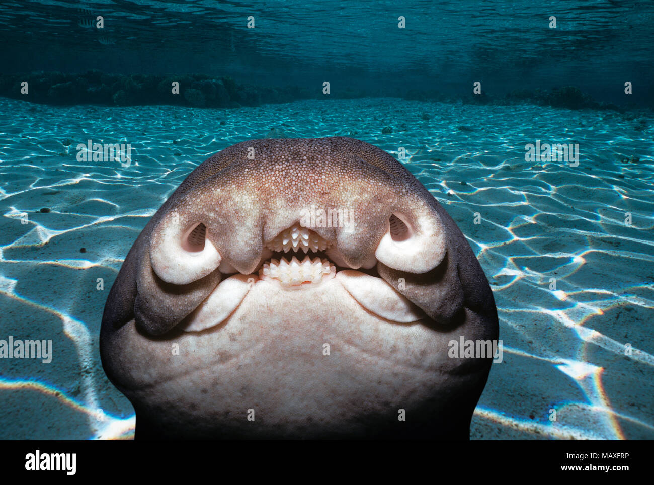 Port jackson shark hi-res stock photography and images - Alamy