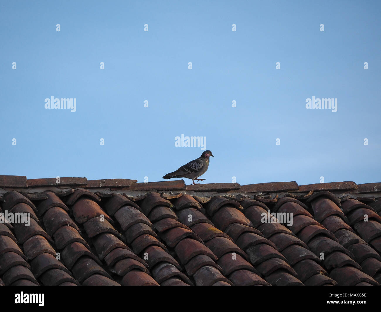 Domestic pigeon on roof top hi-res stock photography and images - Alamy