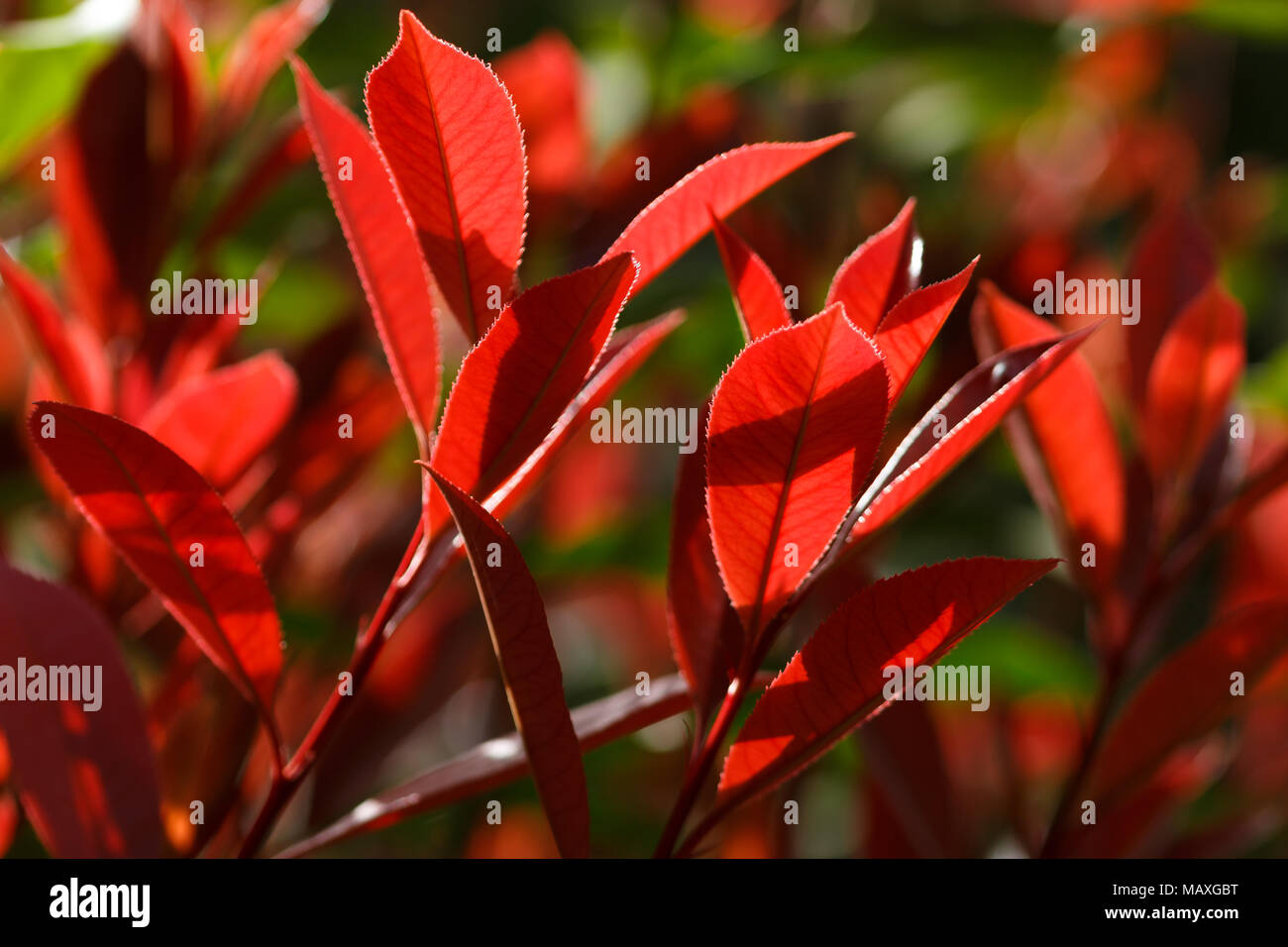 Red leaves lettuce hi-res stock photography and images - Alamy