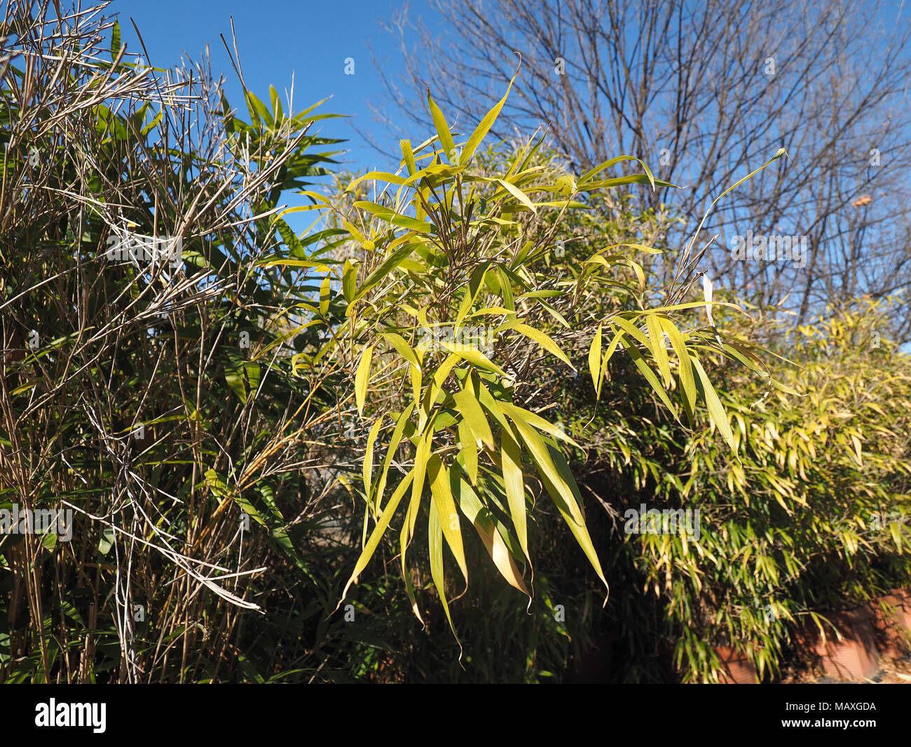 bamboo (Bambuseae) tree leaves useful as a background Stock Photo - Alamy