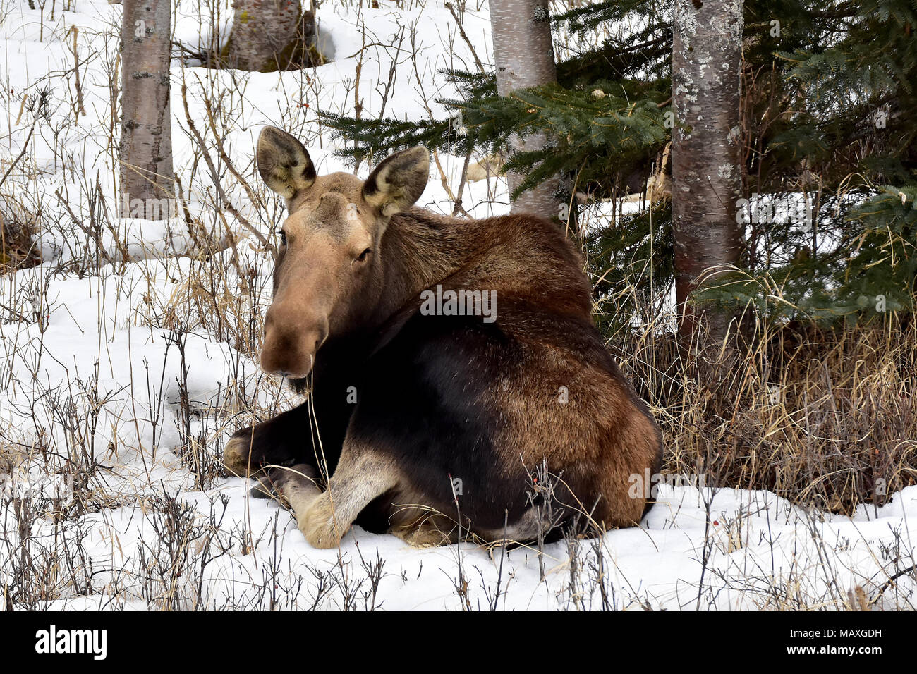 Adult moose hi-res stock photography and images - Alamy