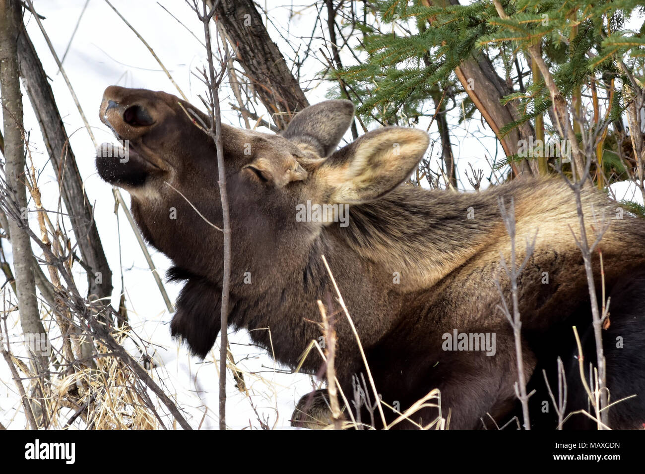 A young bull moose yawns as he rests in a snowy Alaska landscape Stock ...