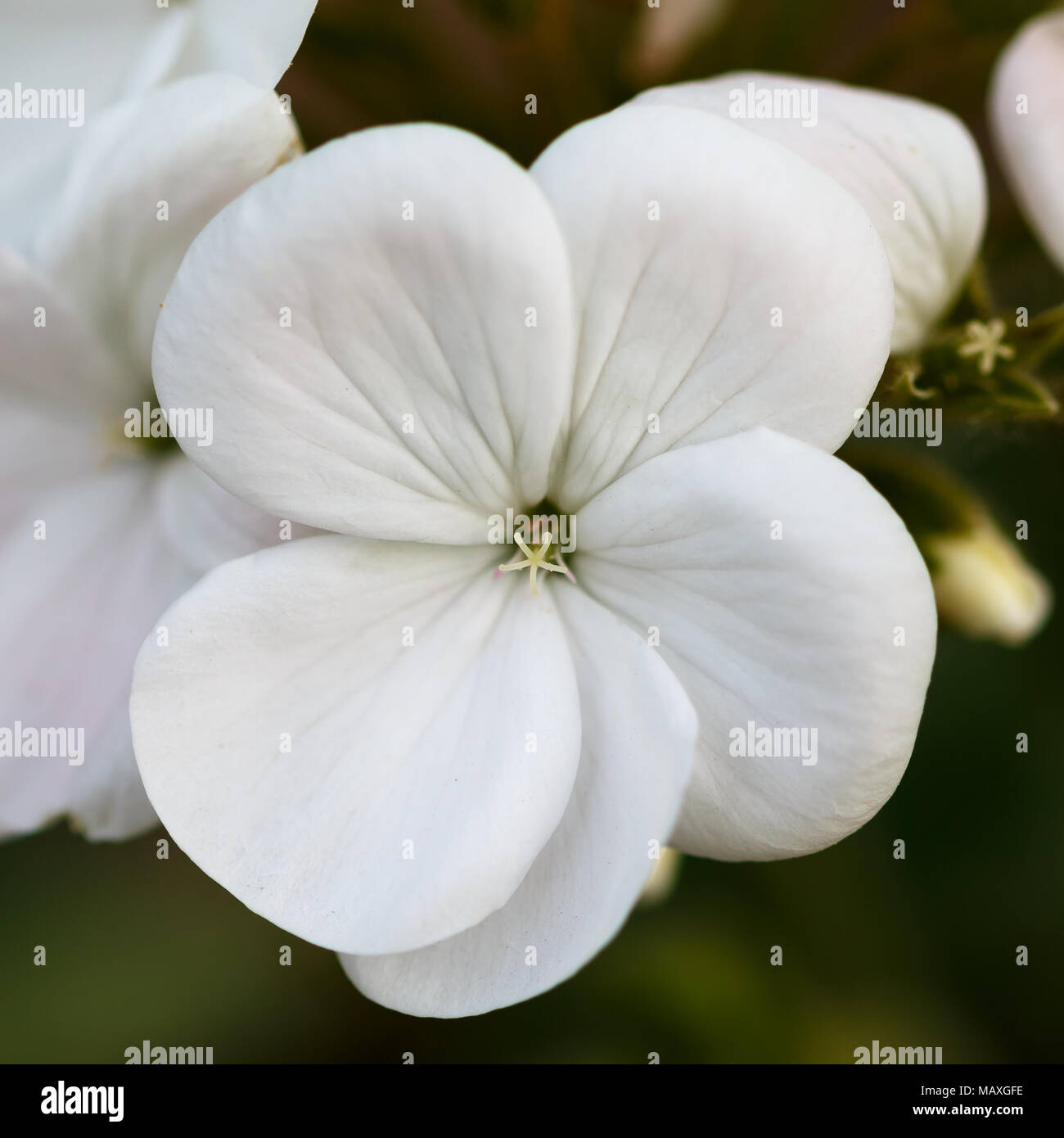 Big flower pattern hi-res stock photography and images - Alamy