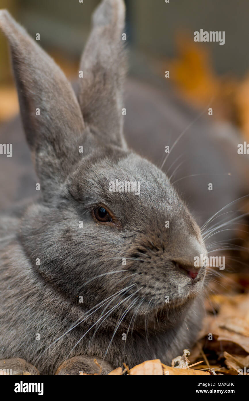 Chubby rabbit hi-res stock photography and images - Alamy