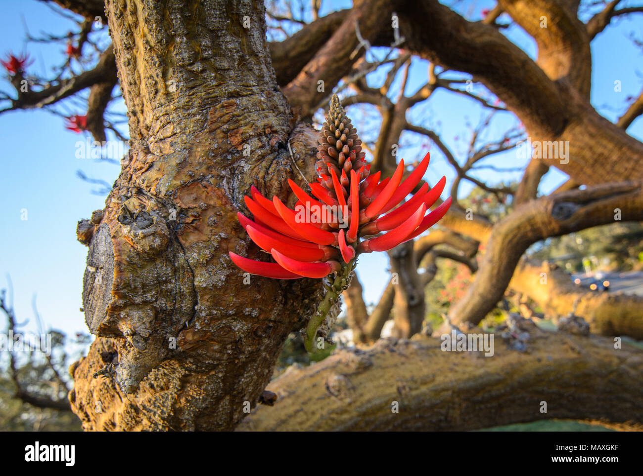 Flame Cora Tree (Erythrina caffra) flower Stock Photo - Alamy