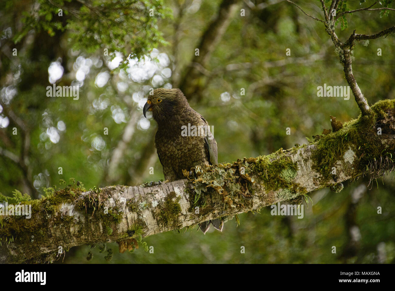 Wild kea (Nestor notabilis) in a tree, Milford Sound, Fjordland, New ...