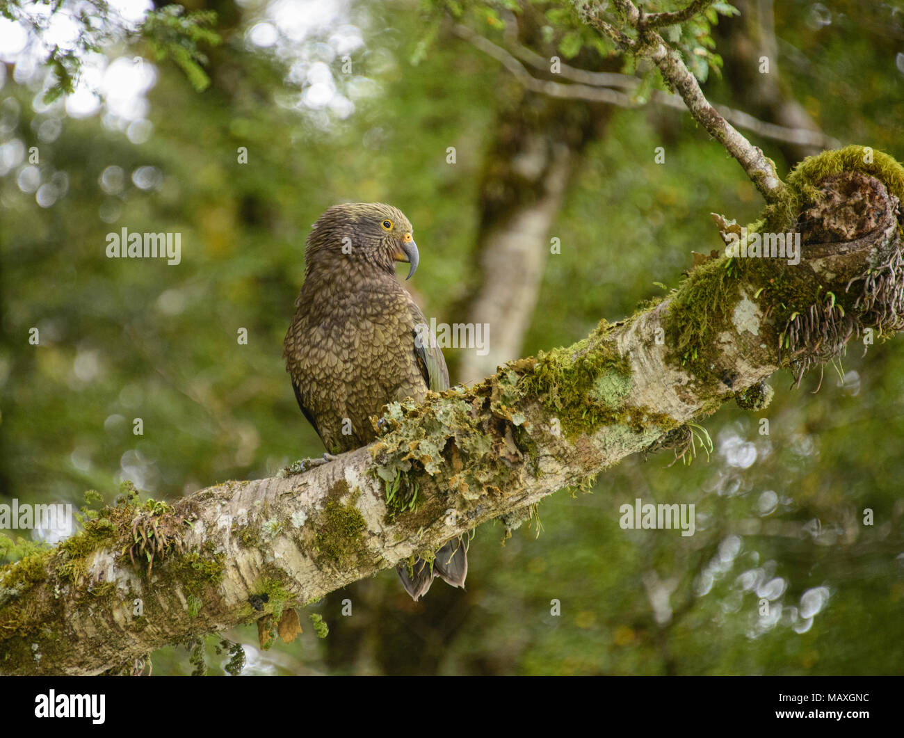Wild kea (Nestor notabilis) in a tree, Milford Sound, Fjordland, New ...