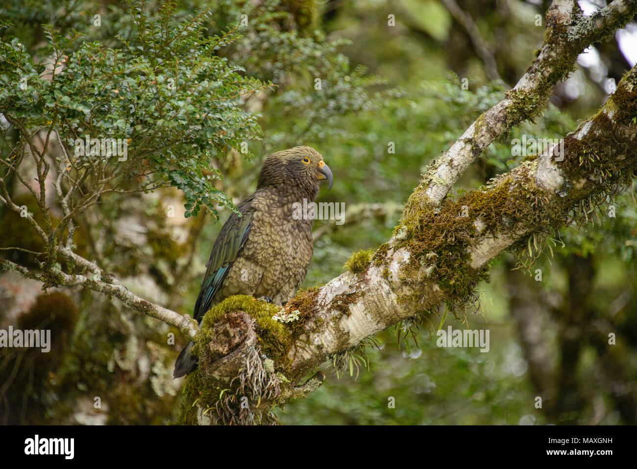 Wild kea (Nestor notabilis) in a tree, Milford Sound, Fjordland, New ...