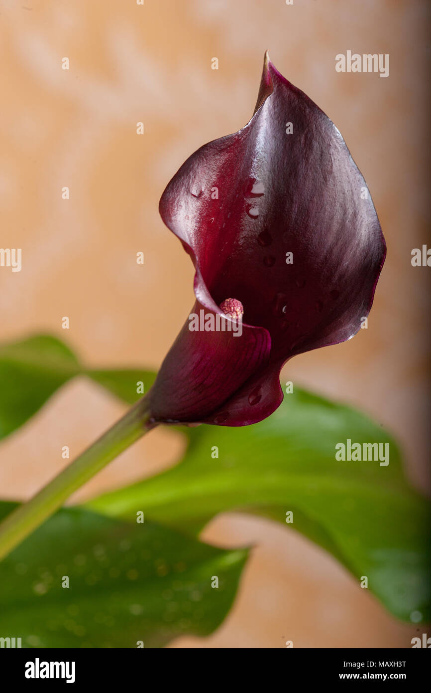 Kalla hi-res stock photography and images - Alamy