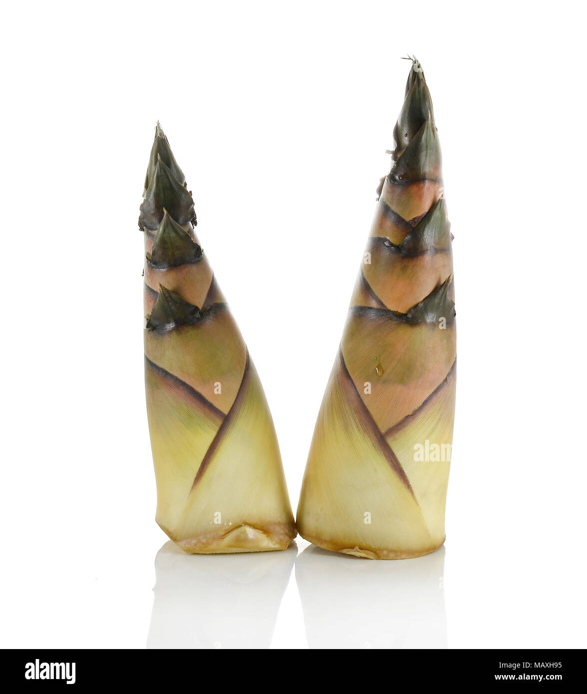 bamboo shoot isolated on white background Stock Photo - Alamy