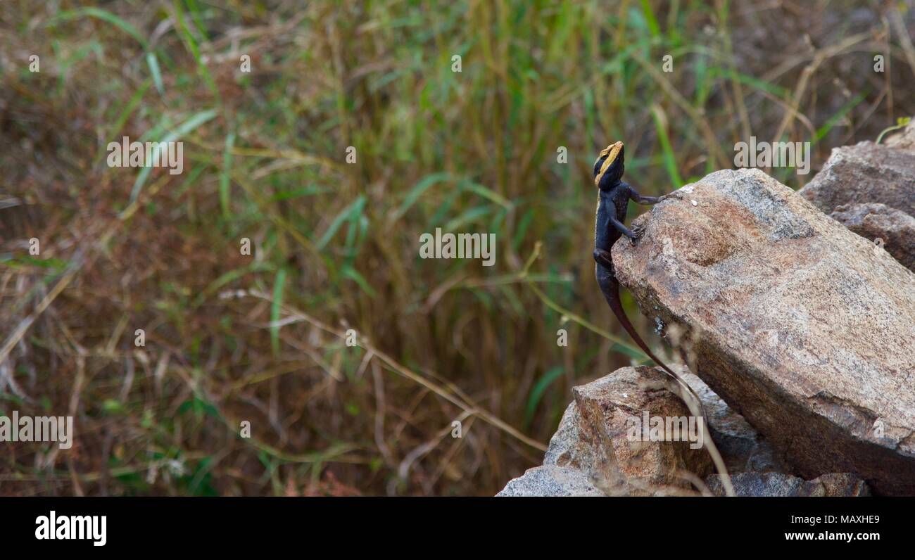 Male peninsular rock agama hi-res stock photography and images - Alamy