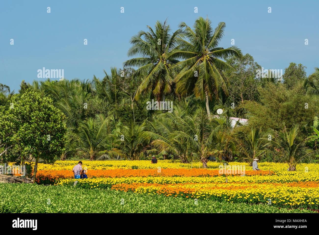 Mekong Delta, Vietnam - Jan 31, 2016. People working on flower ...
