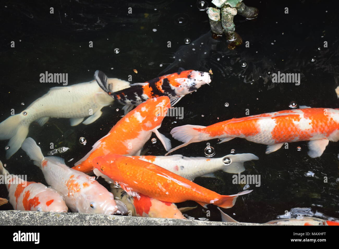 Colorful fishes in a pond inside a temple in Taipei, Taiwan Stock Photo ...