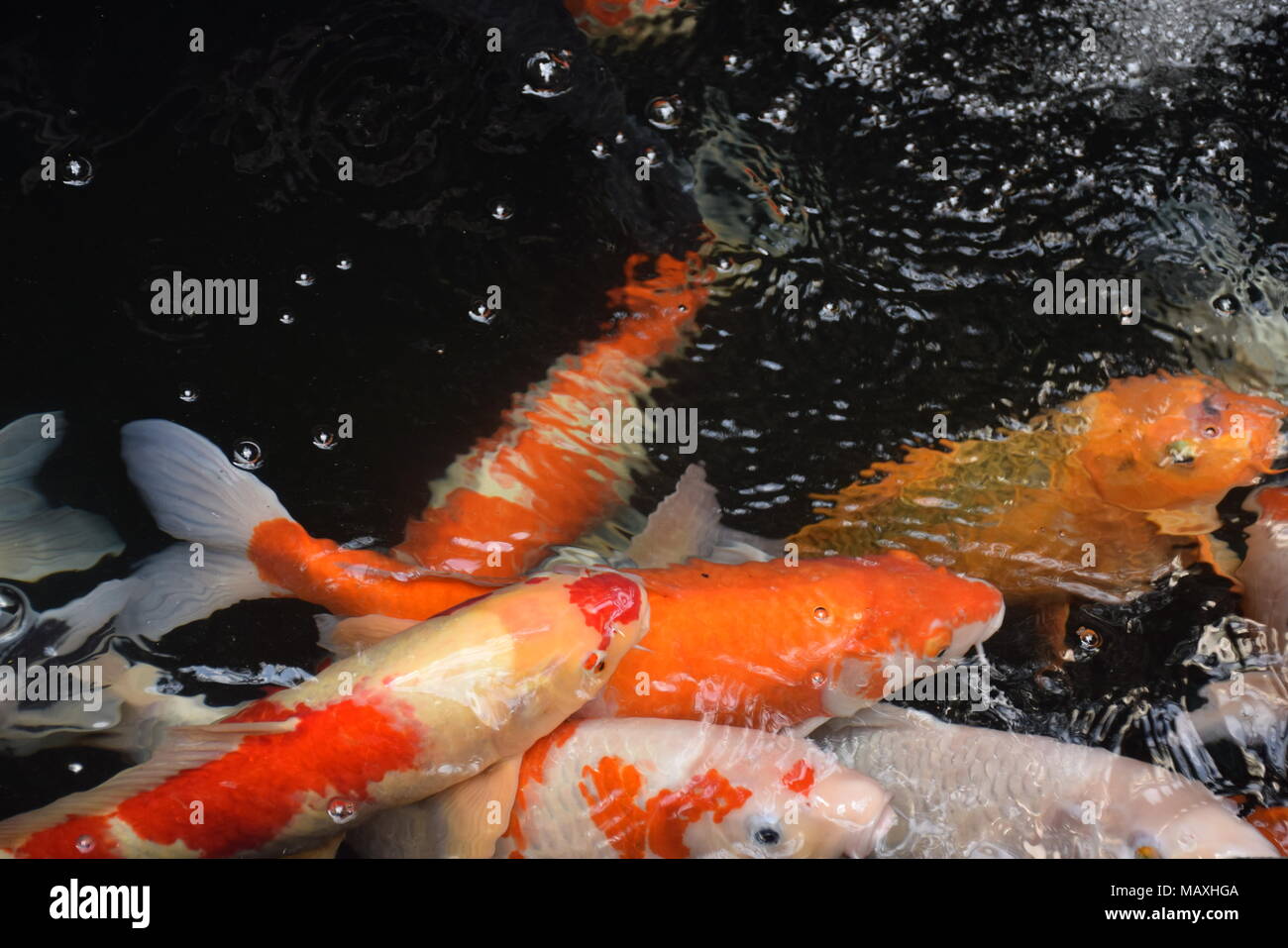 Colorful fishes in a pond inside a temple in Taipei, Taiwan Stock Photo ...