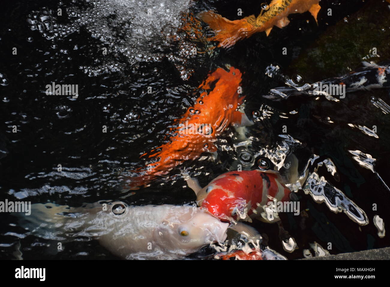 Colorful fishes in a pond inside a temple in Taipei, Taiwan Stock Photo ...