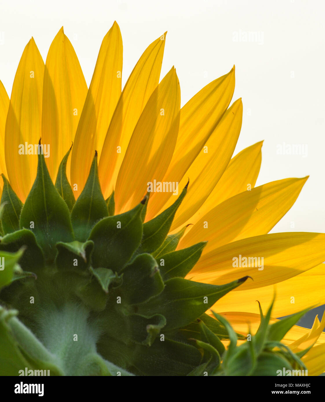 Tithonia mexican sunflower seed hi-res stock photography and images - Alamy