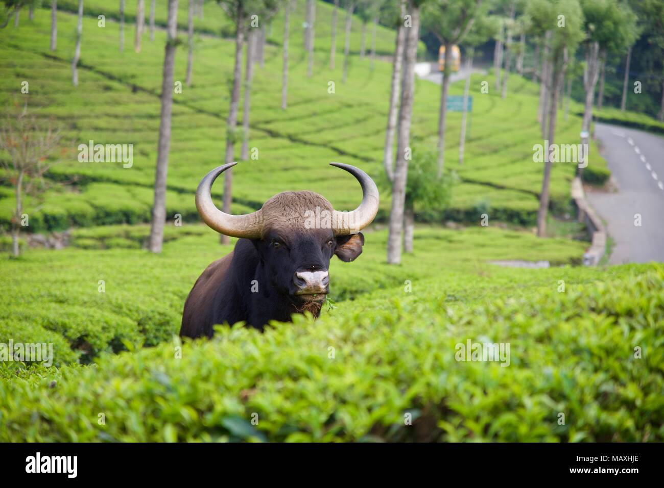 Mighty indian gaur hi-res stock photography and images - Alamy